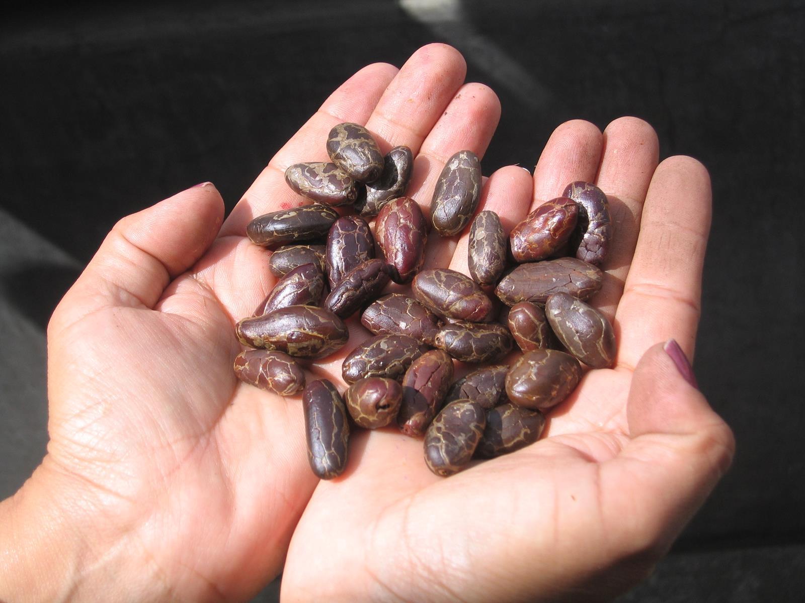 Bouga Cacao: Organic and fair trade chocolate from Ecuador - Bouga Cacao